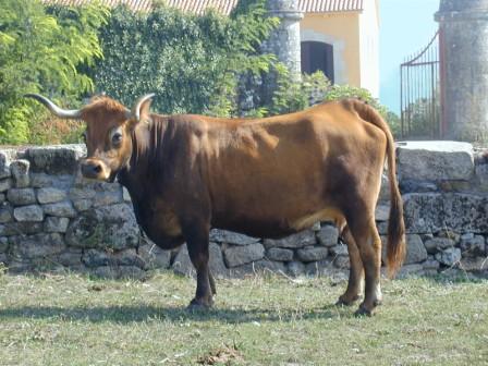 Razas autóctonas